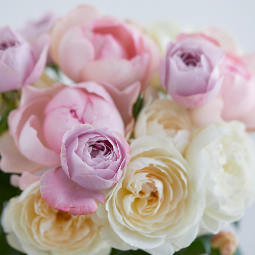 「sanchi」の検索結果 | 青山フラワーマーケット公式｜花屋｜花 花束 フラワーギフト｜通販