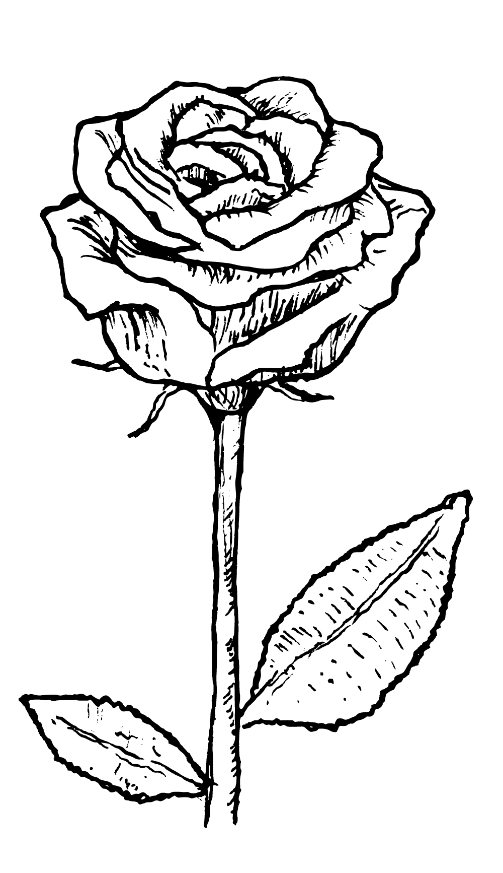 TIPS OF FLOWER ranunclus｜ラナンキュラス｜青山フラワーマーケット | 青山フラワーマーケット｜花束・ギフトのオンラインショップ